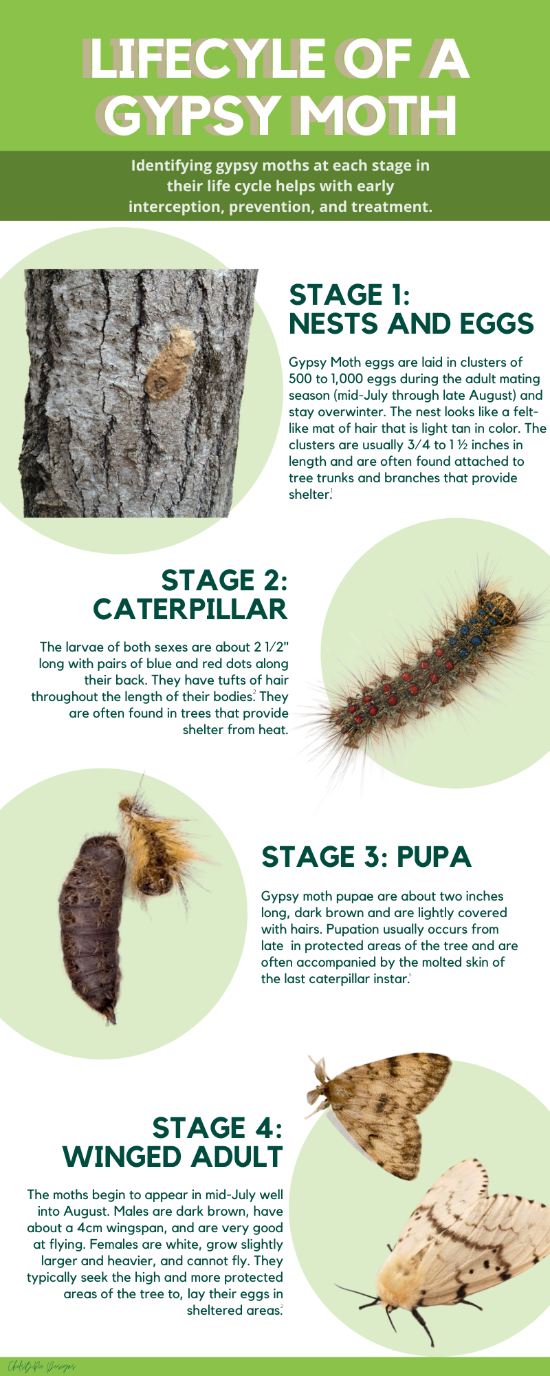 Learn About the Gypsy Moth – Elora Environment Centre